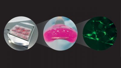 7 HUMAN ORGANS WE CAN GROW IN THE LAB - Science Museum Blog