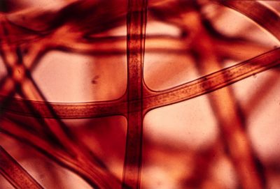 Nylon: the creation of a revolutionary fabric - Science Museum Blog