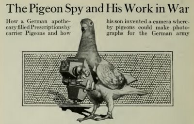 Exciting tales and top secret work of pigeons in the First World War ...