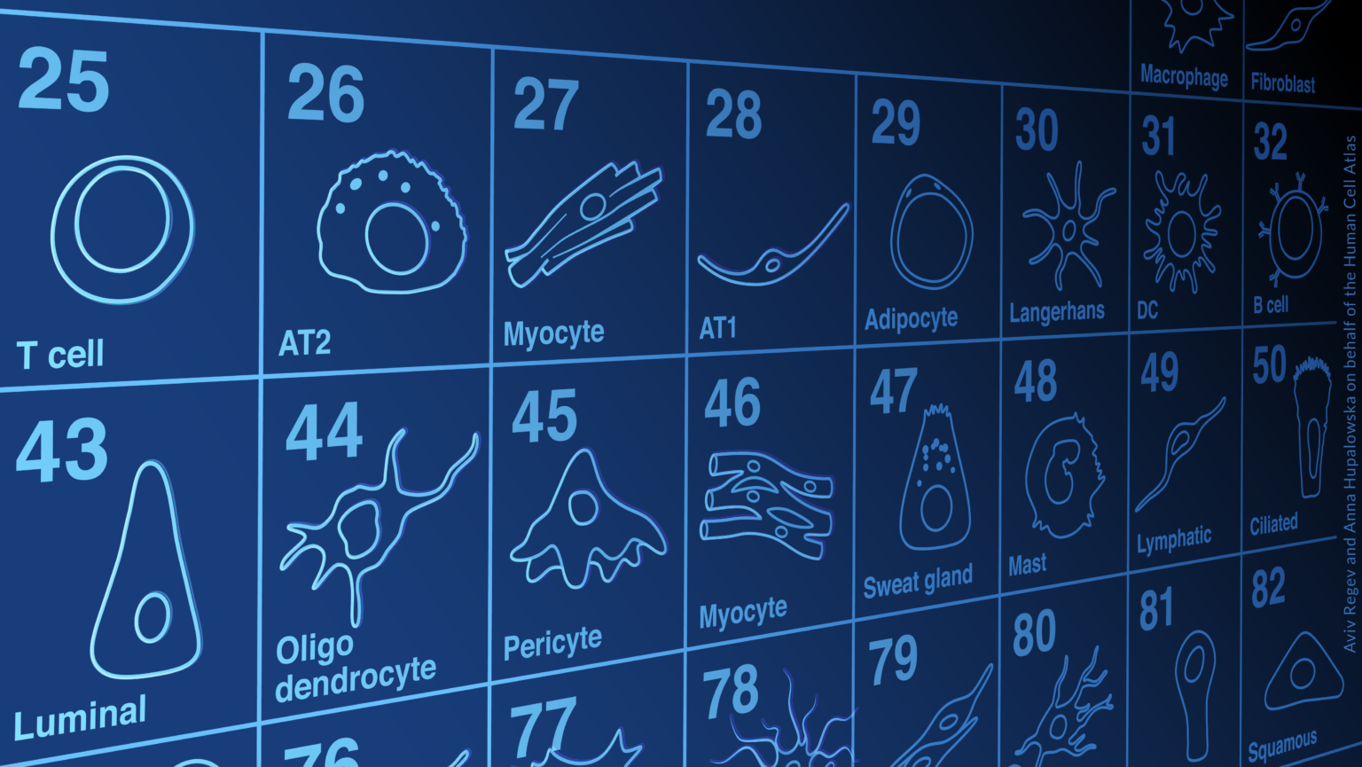 First human organ cell atlas marks a key leap in understanding the body ...