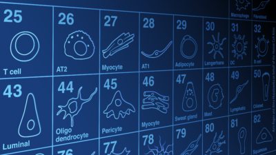 First human organ cell atlas marks a key leap in understanding the body ...